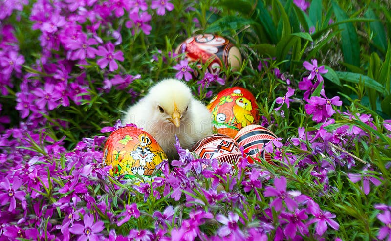 Little Easter Chicks on Grass Stock Photo - Image of funny, animal ...