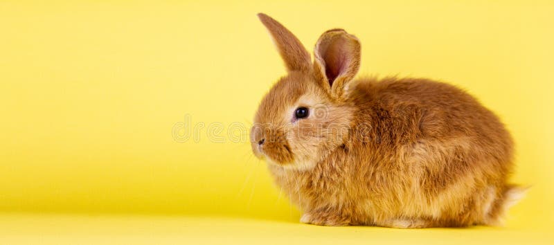 Little Easter Lively Rabbit on a Yellow Background. Red Fluffy Rabbit ...