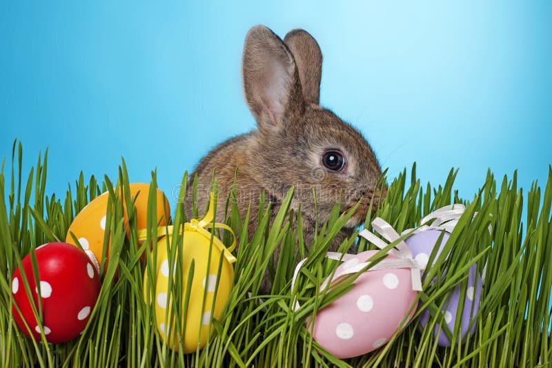 Little Easter Rabbit and Easter Eggs Stock Image - Image of eggs ...