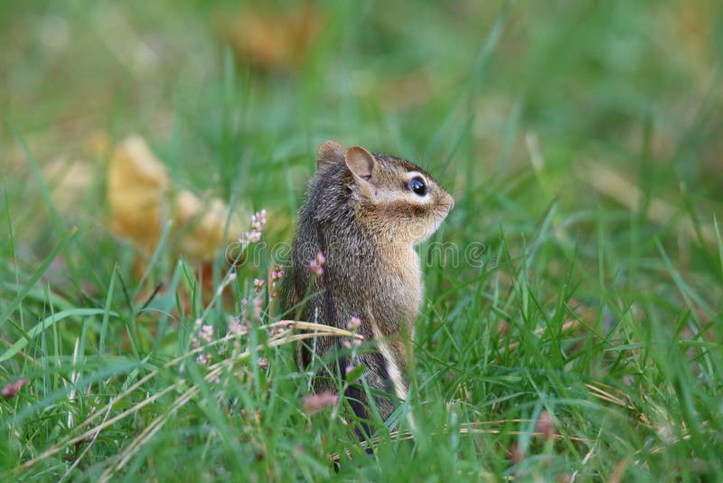 Little Eastern Chipmunk in Fall Hiding in the Grass Stock Photo - Image ...