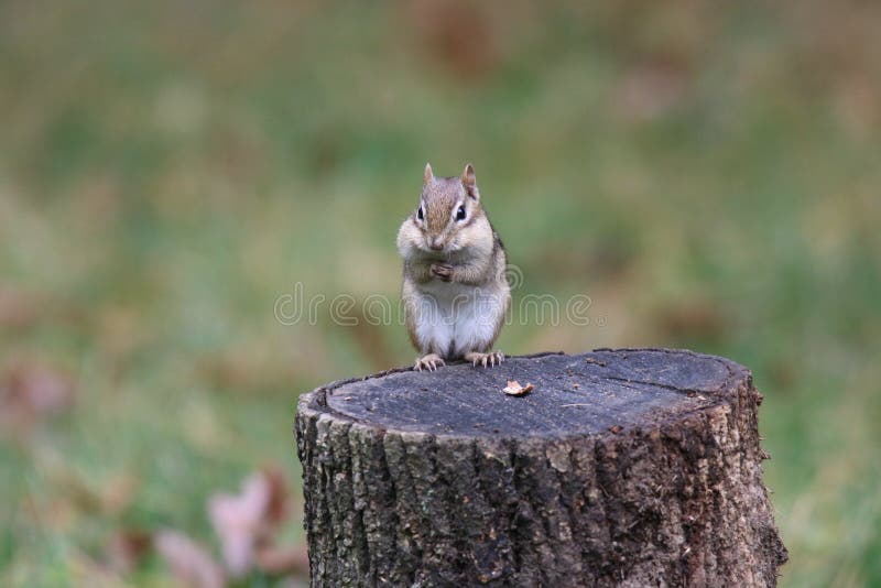 Chipmunk in the fall stock photo. Image of natural, orange - 46928668