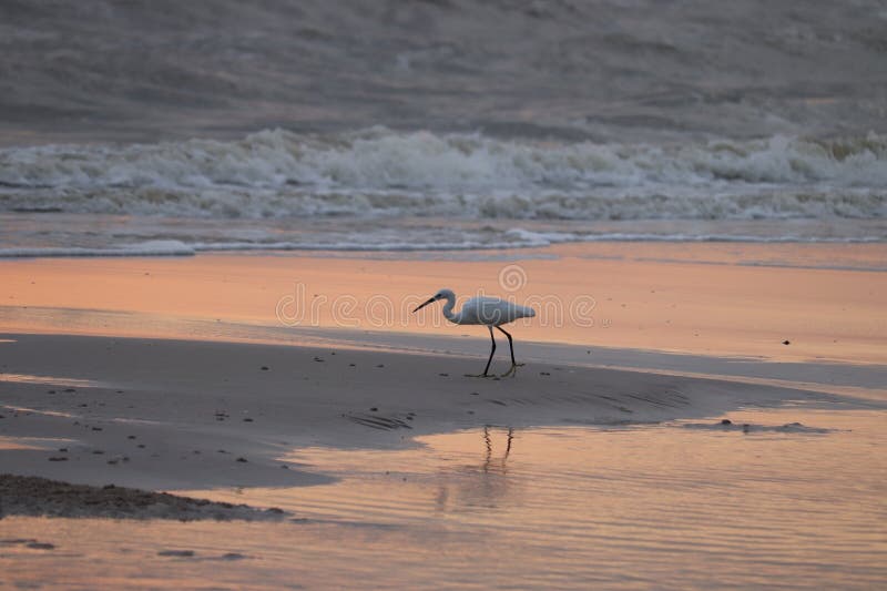 Little Egret Bird Walking on Beach at Sunrise Stock Image - Image of ...