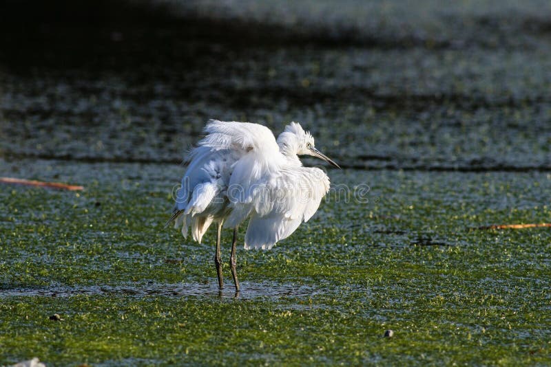 A little egret Egretta stock image. Image of children - 30392967