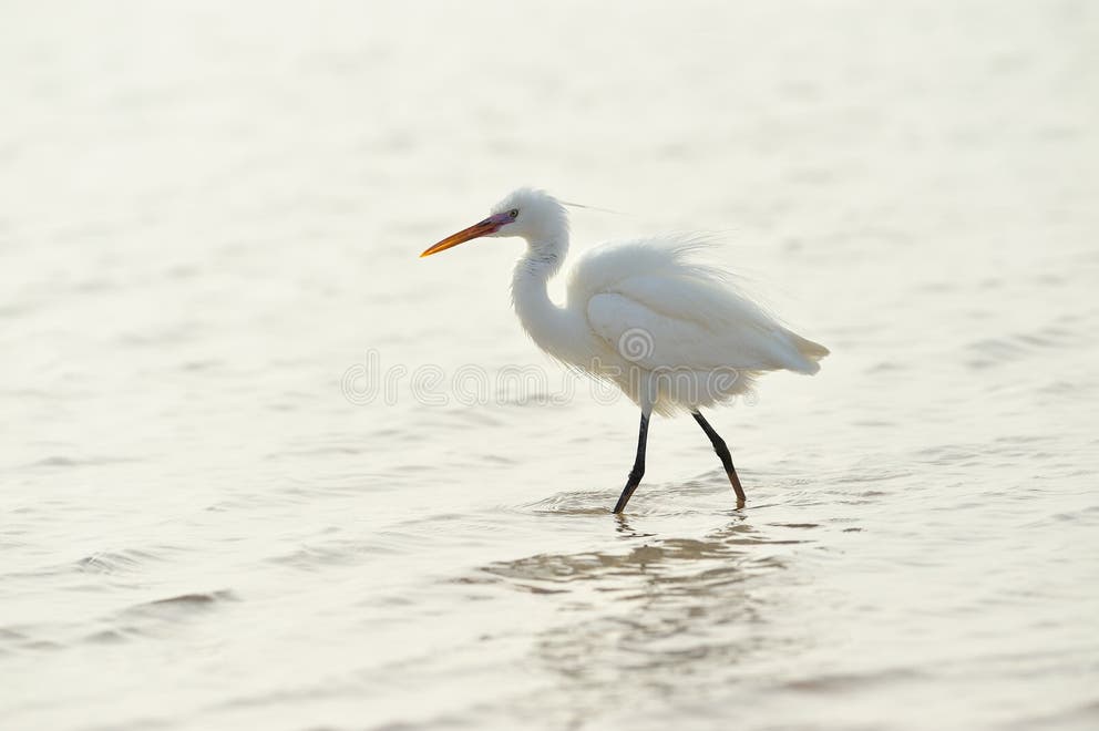 Little egret stock image. Image of crest, beak, ardea - 34608547