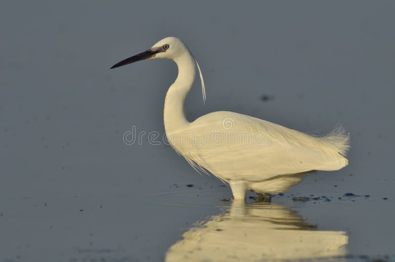 Little egret stock photo. Image of crest, migration, ardea - 34608550