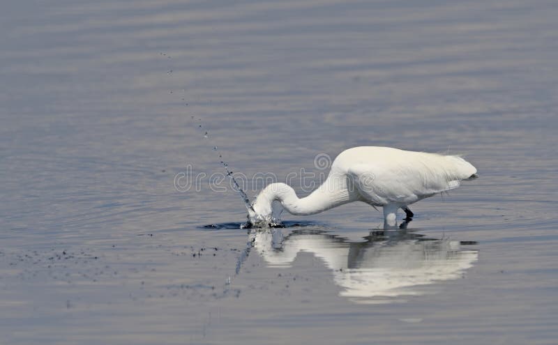 Little Egret, Crete stock image. Image of bird, birdwatching - 267410559