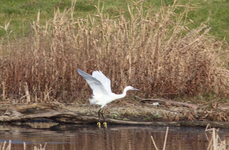 Little Egret Lifting Off from Wetlands Stock Image - Image of duck ...