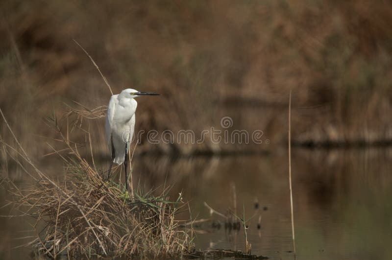 Perceed Stock Photos - Free & Royalty-Free Stock Photos from Dreamstime