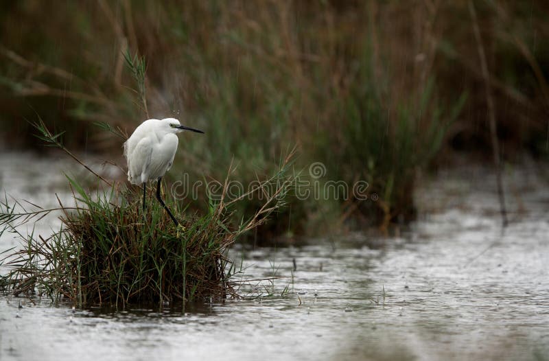 Little Egret in Rain at Asker Marsh, Bahrain Stock Photo - Image of ...