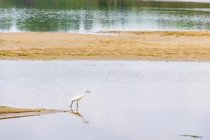 Little Egret Walking Waters Edge Beach Stock Photos - Free & Royalty ...