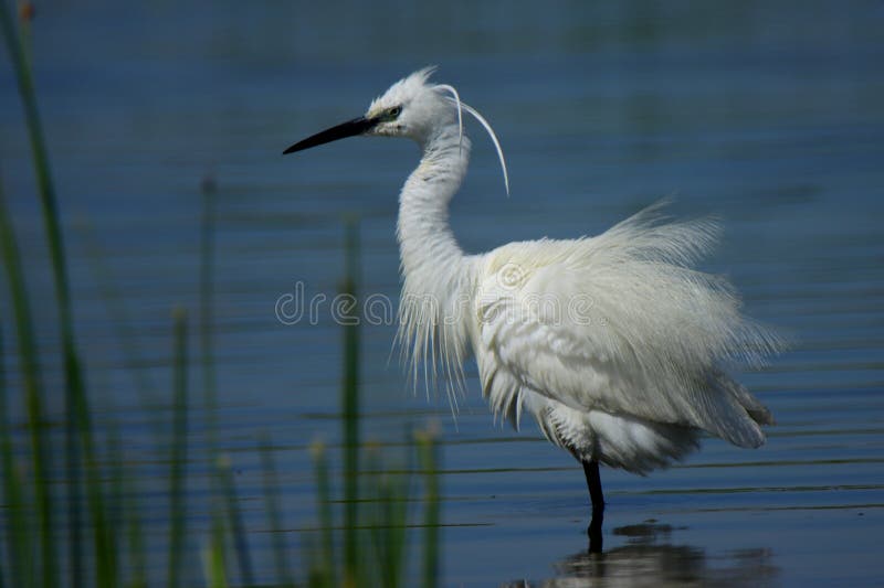 Little Egret Water Bird on the Lake Stock Photo - Image of wetland ...