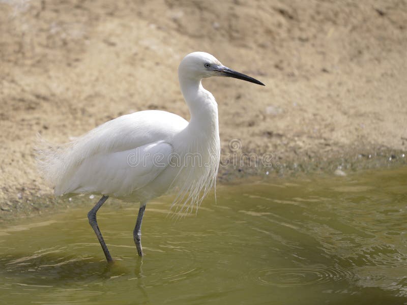 Little egret in water stock image. Image of waterbird - 76782533