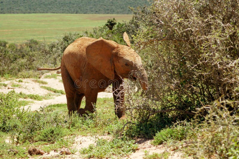 Little elephant stock photo. Image of africa, zebra, wildlife - 616716