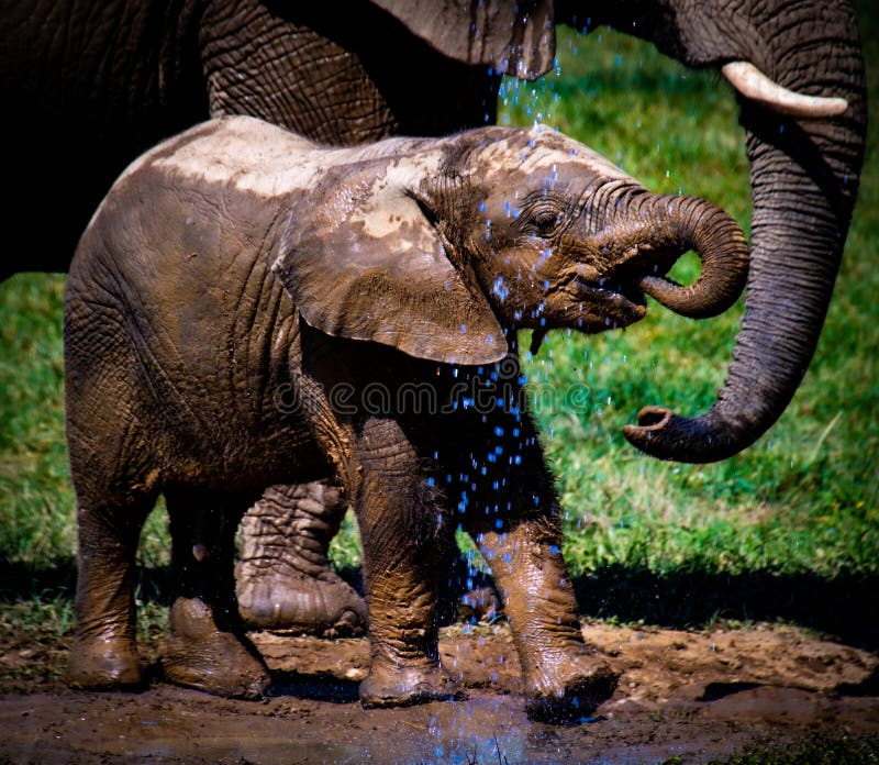 Little elephant baby cute stock photo. Image of safari - 254072712