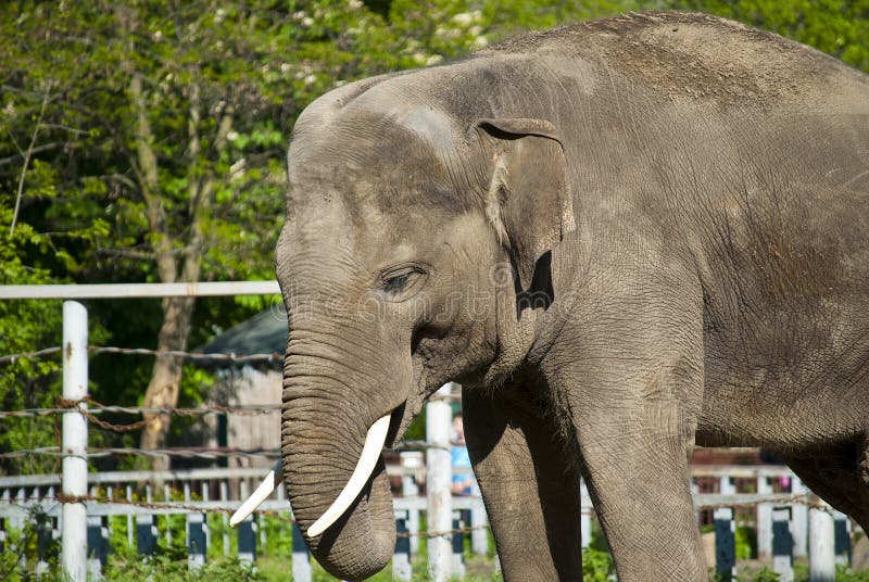 Little elephant stock image. Image of elephant, wildlife - 55230091