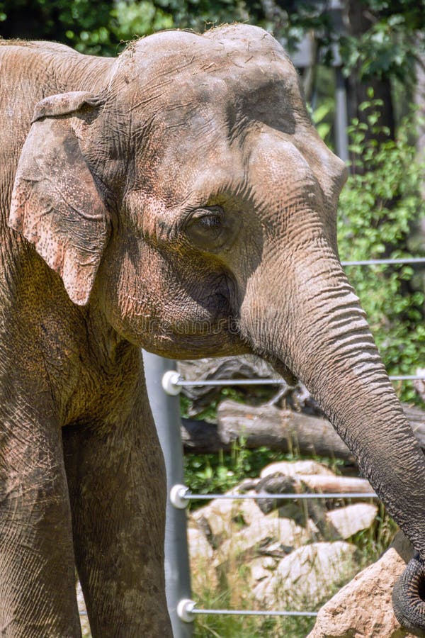 Little elephant stock image. Image of pygmy, nature, large - 73782167