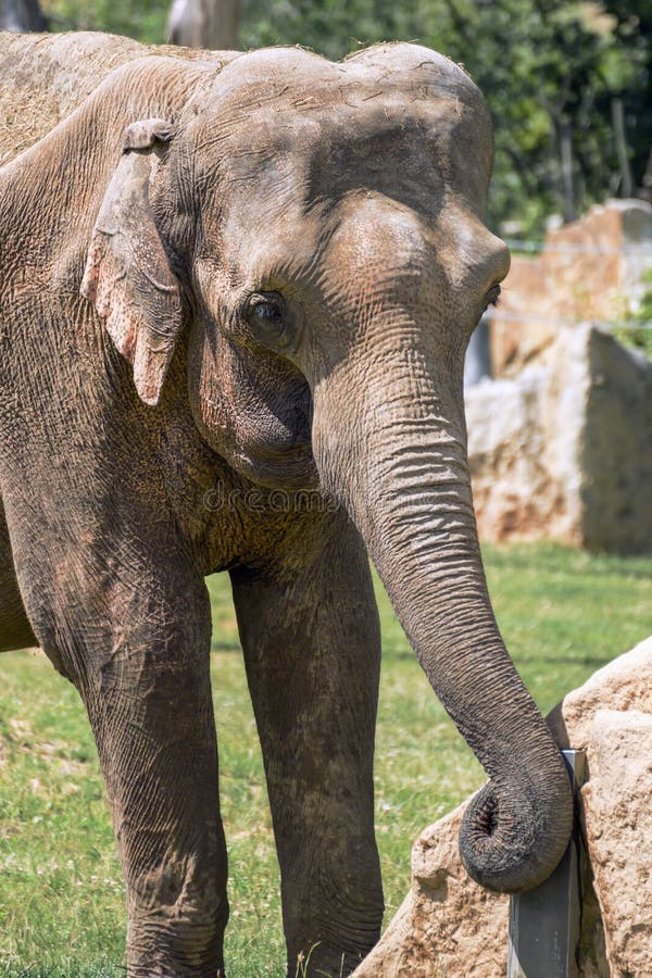 Little elephant stock photo. Image of elephas, food, asia - 73782192
