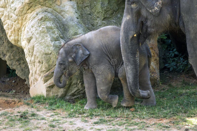 Little elephant stock photo. Image of large, borneo, asia - 73782216