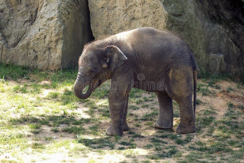 Little elephant stock image. Image of food, wildlife - 73782269