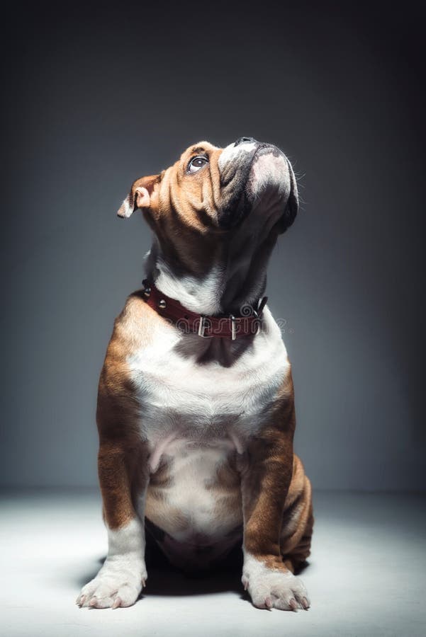 Little English bulldog stock image. Image of lovely, generation - 79696985