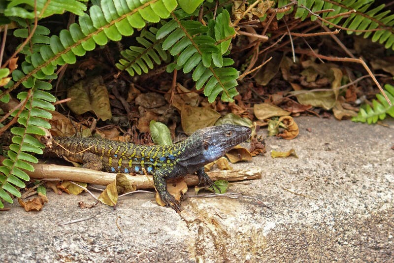 Little Exotic Lizard in Natural Environment Stock Photo - Image of ...