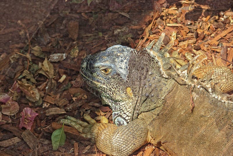 Little Exotic Lizard in Natural Environment Stock Image - Image of ...