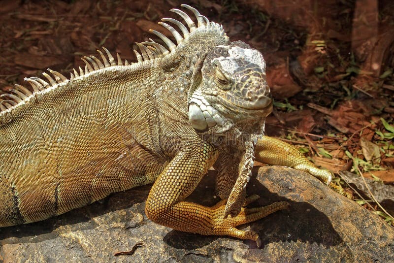 Little Exotic Lizard in Natural Environment Stock Photo - Image of cute ...