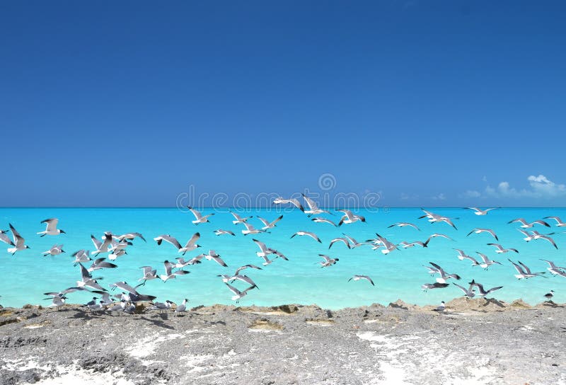 Little Exuma, Bahamas stock image. Image of harbor, gull - 50144111