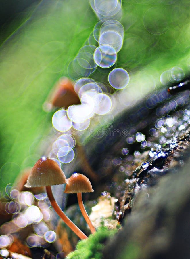 Little family mold fungi stock image. Image of biology - 61520963