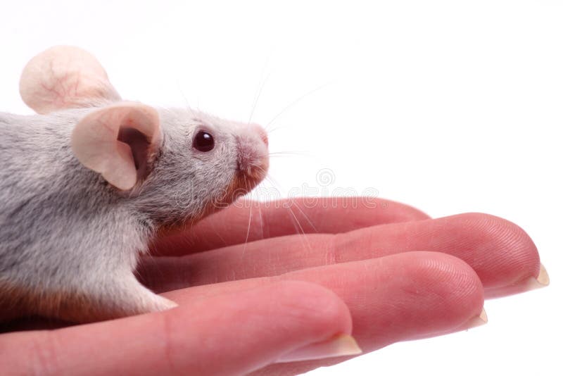 Little fancy mouse stock photo. Image of isolated, fancy - 12538912