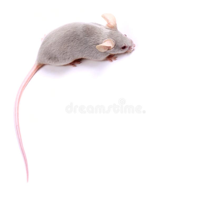 Little fancy mouse stock photo. Image of isolated, fancy - 12538912