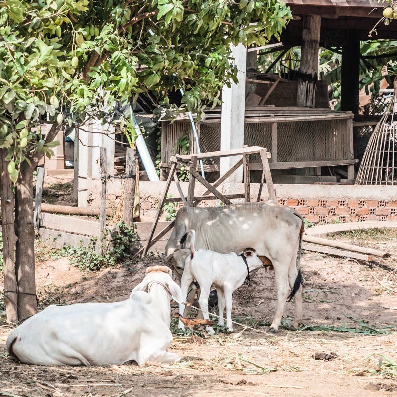 A little farm stock photo. Image of love, human, rural - 71626076