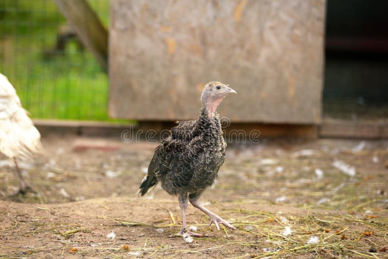 Little Farm Male Turkey Outdoor Stock Photo - Image of animal, fluffy ...