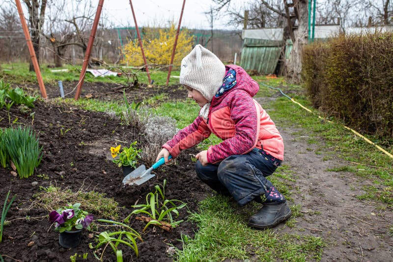 A Little Farmer Plants Pansies in a Flower Bed in the Spring. Stock ...