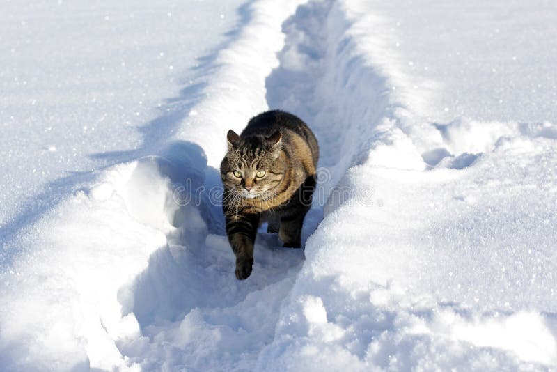 Little Fat Cat Running through Deep Snow Stock Photo - Image of running ...