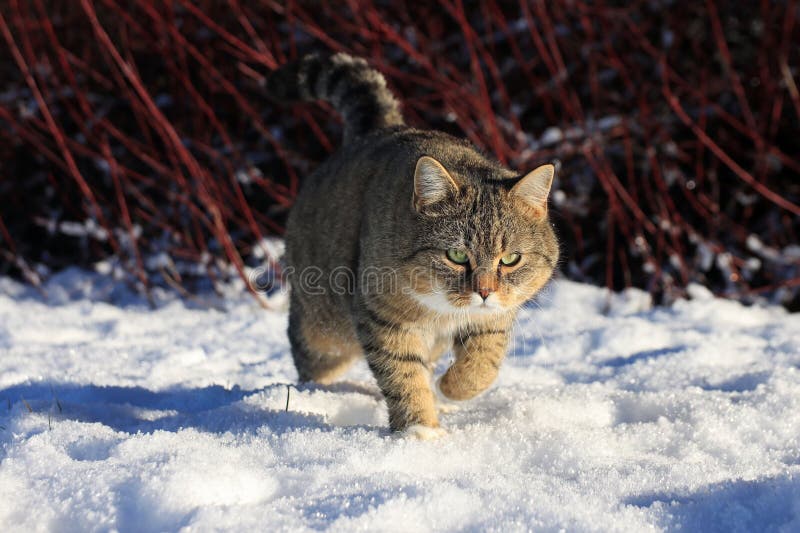 A Little Fat Cat Walks through the Snow Looking Angry Stock Photo ...