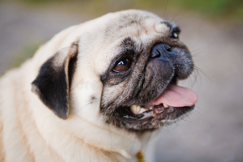 Little fat pug stock image. Image of fawn, purebred, small - 42910717