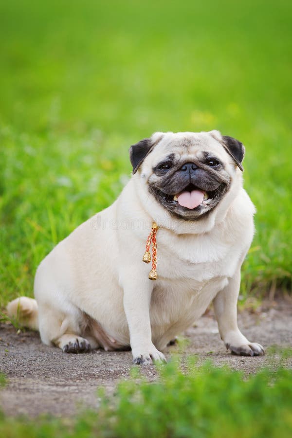 Little fat pug stock image. Image of humor, female, smiling - 43381283