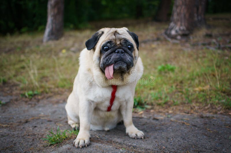 Little fat and sad pug stock image. Image of outdoors - 43006811