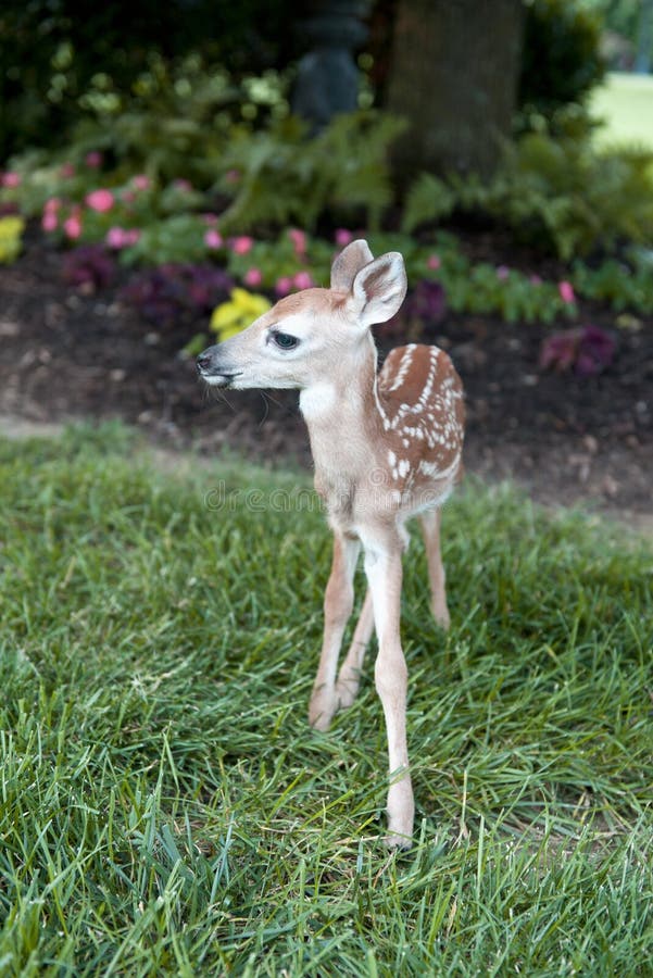 Little Fawn stock photo. Image of mammal, spotted, grass - 20124430