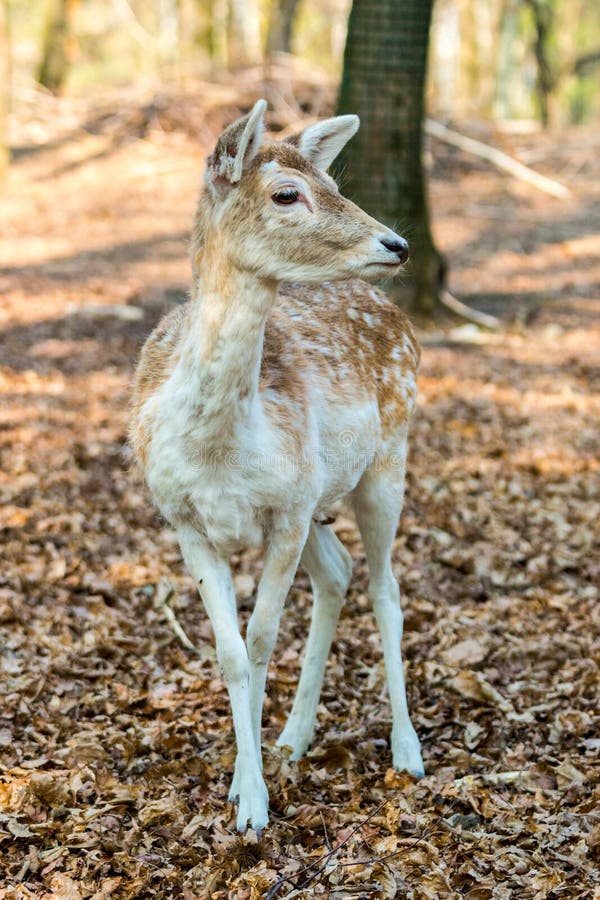 Little fawn in the forest stock image. Image of woods - 69132821