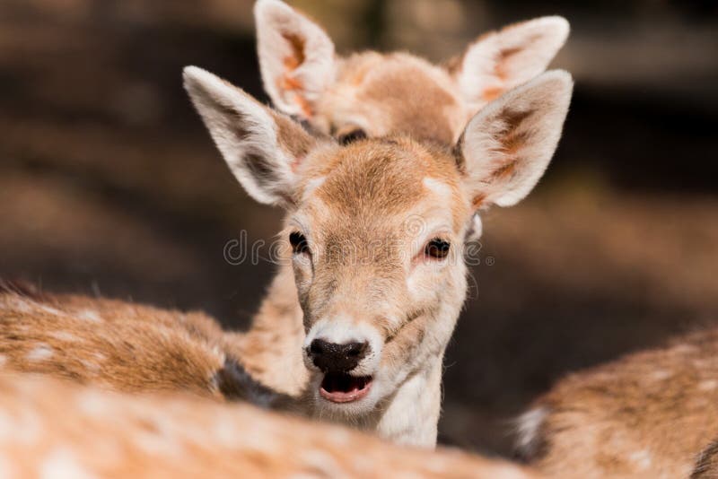 Little fawn in the forest stock photo. Image of cute - 69132934