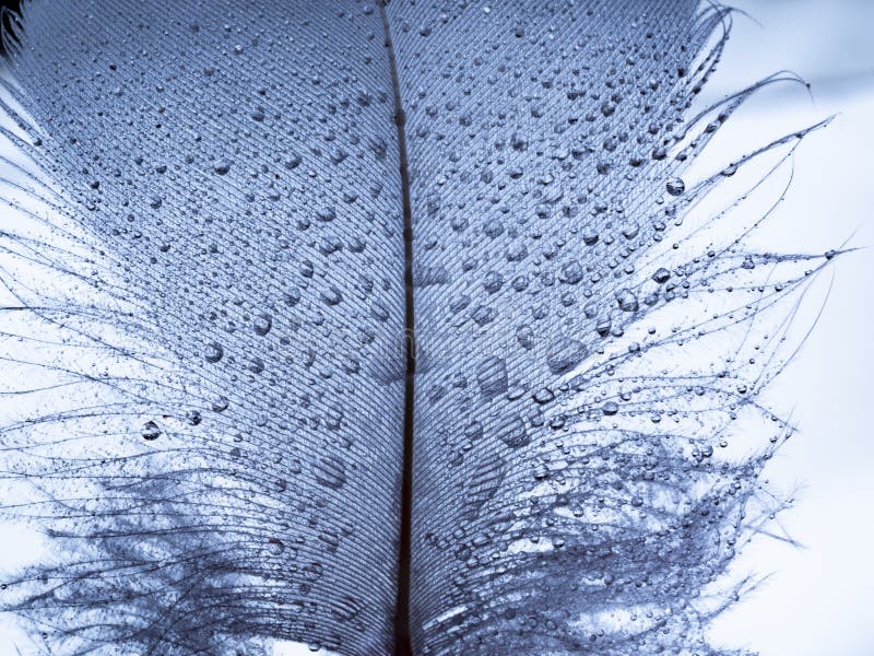 Feather with Rain Drop Macro Stock Image - Image of macro, geese: 16430635