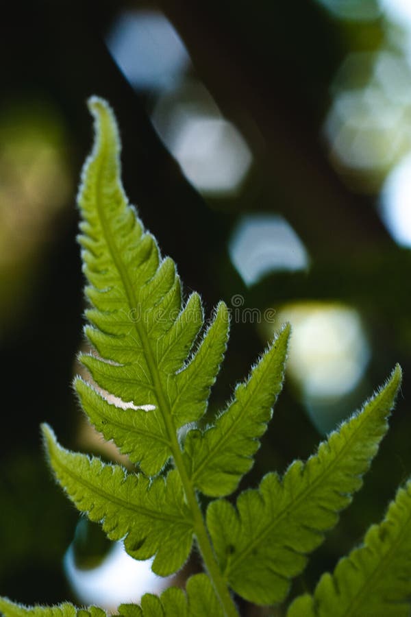 A Little Fern with Some Interesting Light Patterns in the Background ...