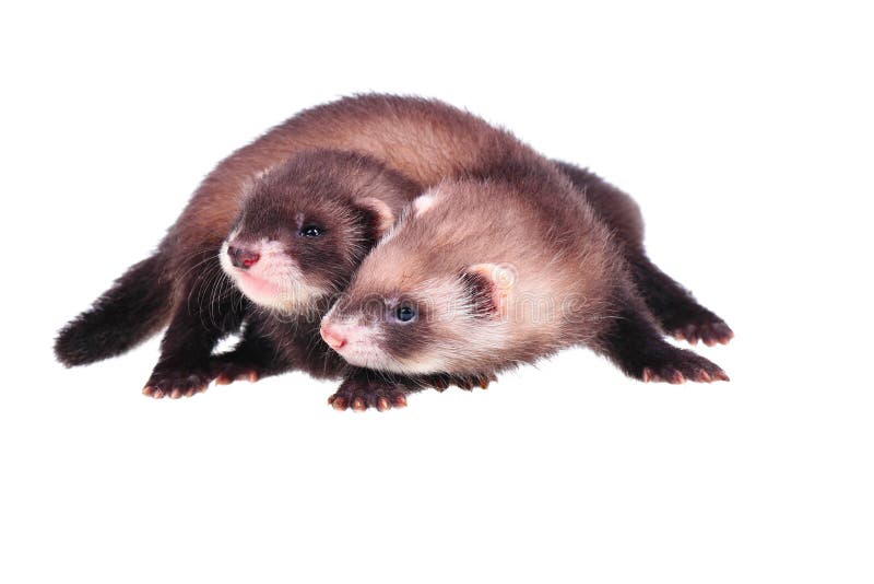 Little Ferret In Your Pocket Stock Photo - Image of mammal, ferret ...