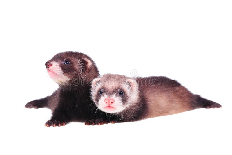 Little Ferret in Your Pocket Stock Photo - Image of mammal, ferret ...