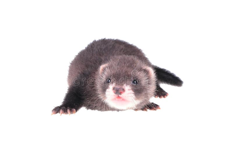 Little Ferret in Your Pocket Stock Photo - Image of mammal, ferret ...