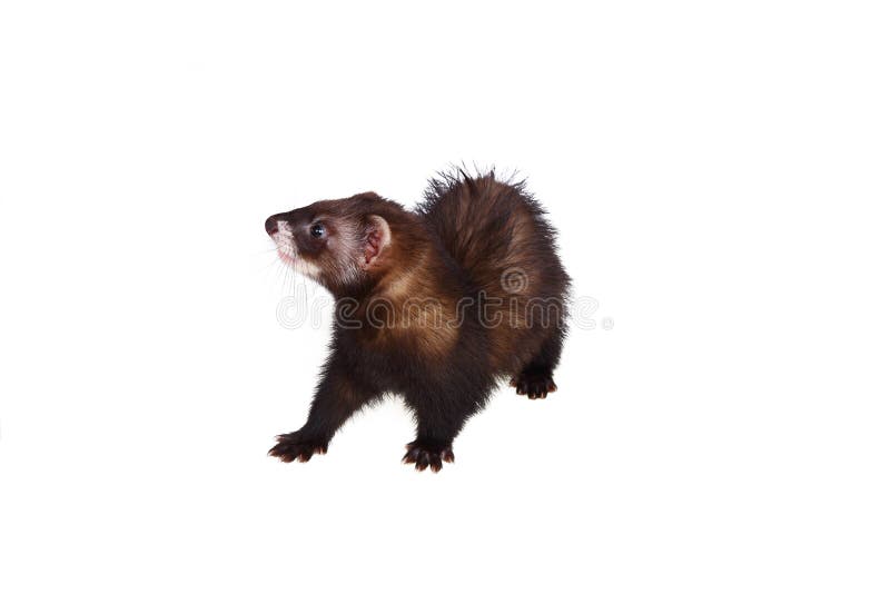 Little ferret stock image. Image of alert, furo, mirror - 32427039