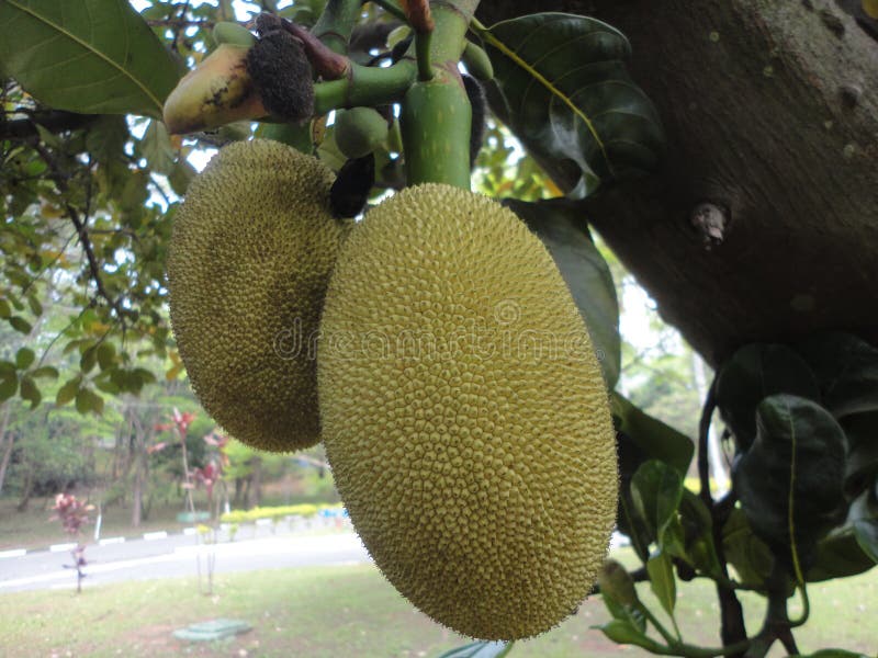 Jacas Stock Photos - Free & Royalty-Free Stock Photos from Dreamstime