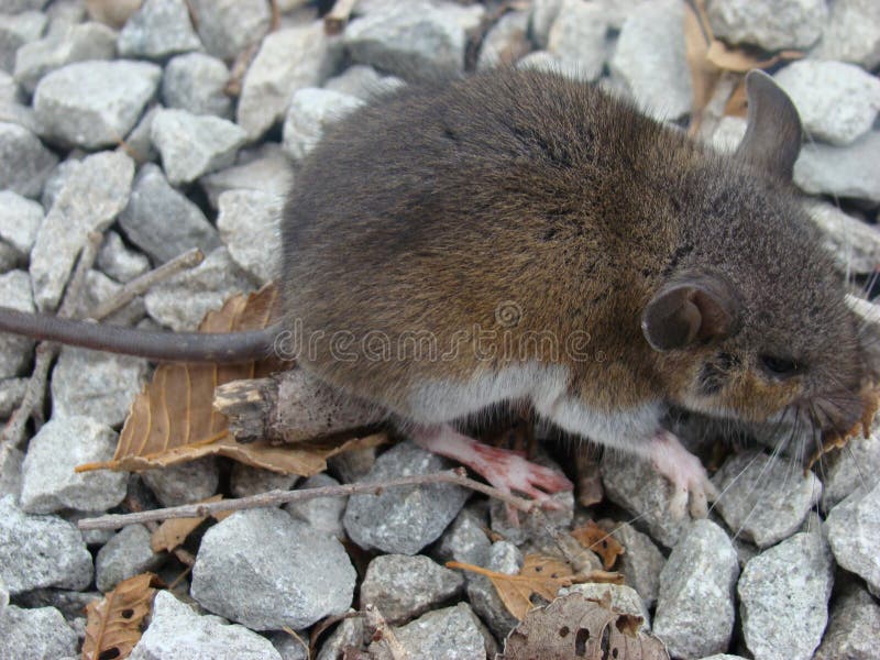 Little field mouse stock image. Image of life, whiskers - 47750887